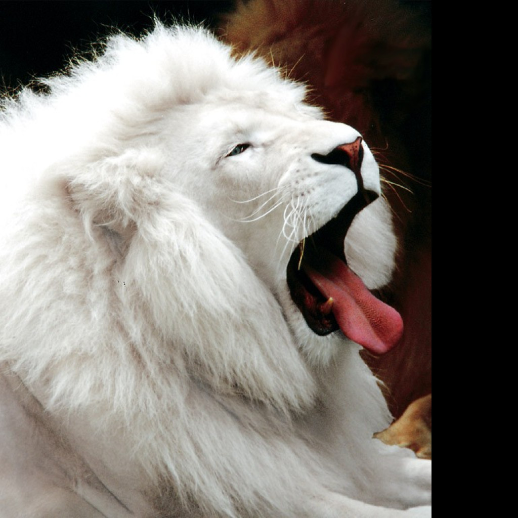 Wallpaper.cz > Příroda > Fauna > Bílý lev > Stažení 1024x1024