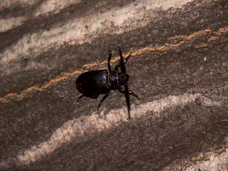 Wallpaper.cz > Příroda > Fauna > Brouček na kmeni > Stažení 800x600