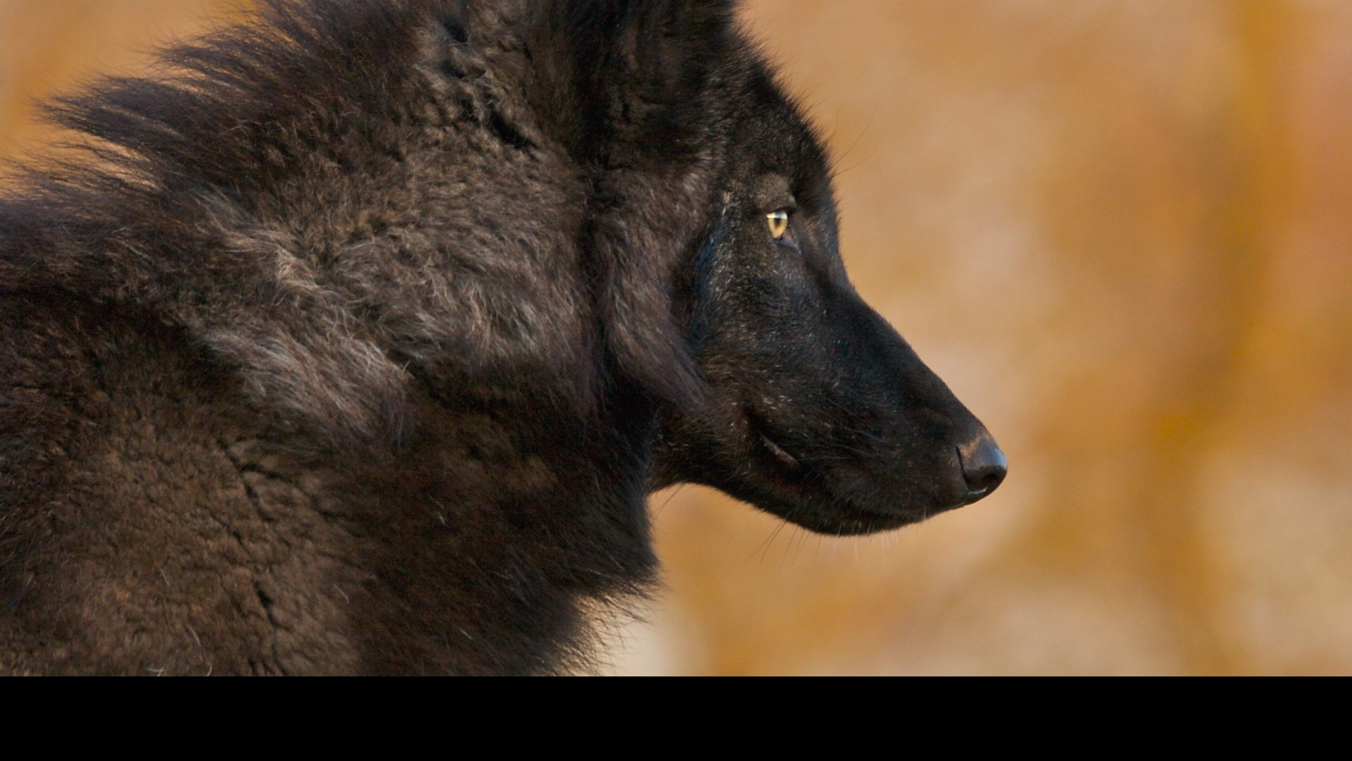 Wallpaper.cz > Příroda > Fauna > Černý vlk > Stažení 1920x1080