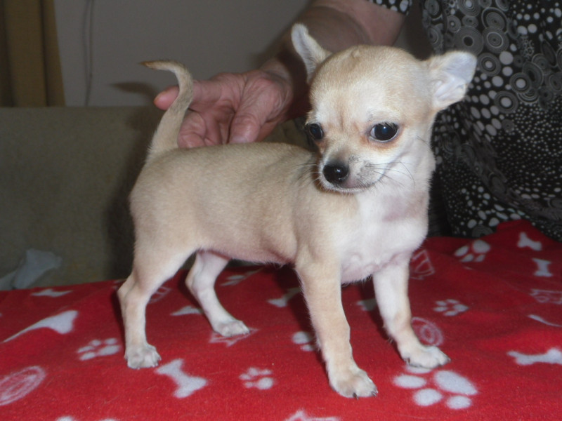 Wallpaper.cz > Příroda > Fauna > čivava bílá > Stažení 800x600