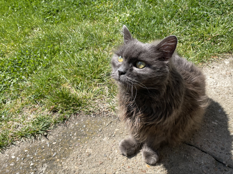 Wallpaper.cz > Příroda > Fauna > Kočička Julinka > Stažení 800x600