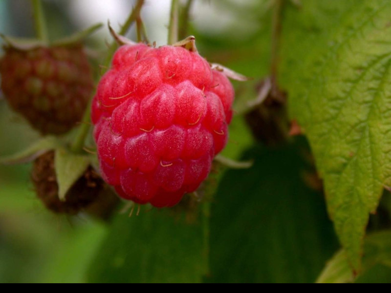 Wallpaper.cz > Příroda > Flora > Malina > Stažení 800x600