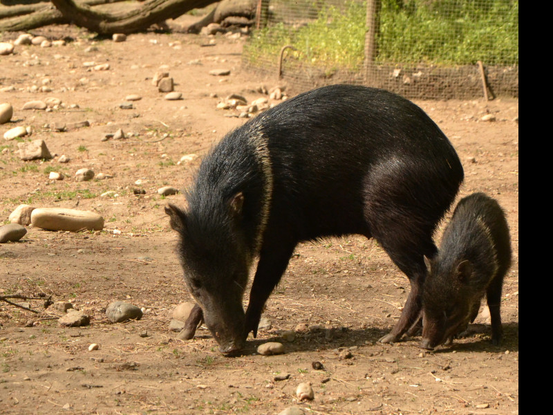 Wallpaper.cz > Příroda > Fauna > Pekari > Stažení 800x600