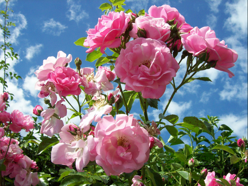 Wallpaper.cz > Příroda > Flora > Pnoucí růže růžová > Stažení 800x600