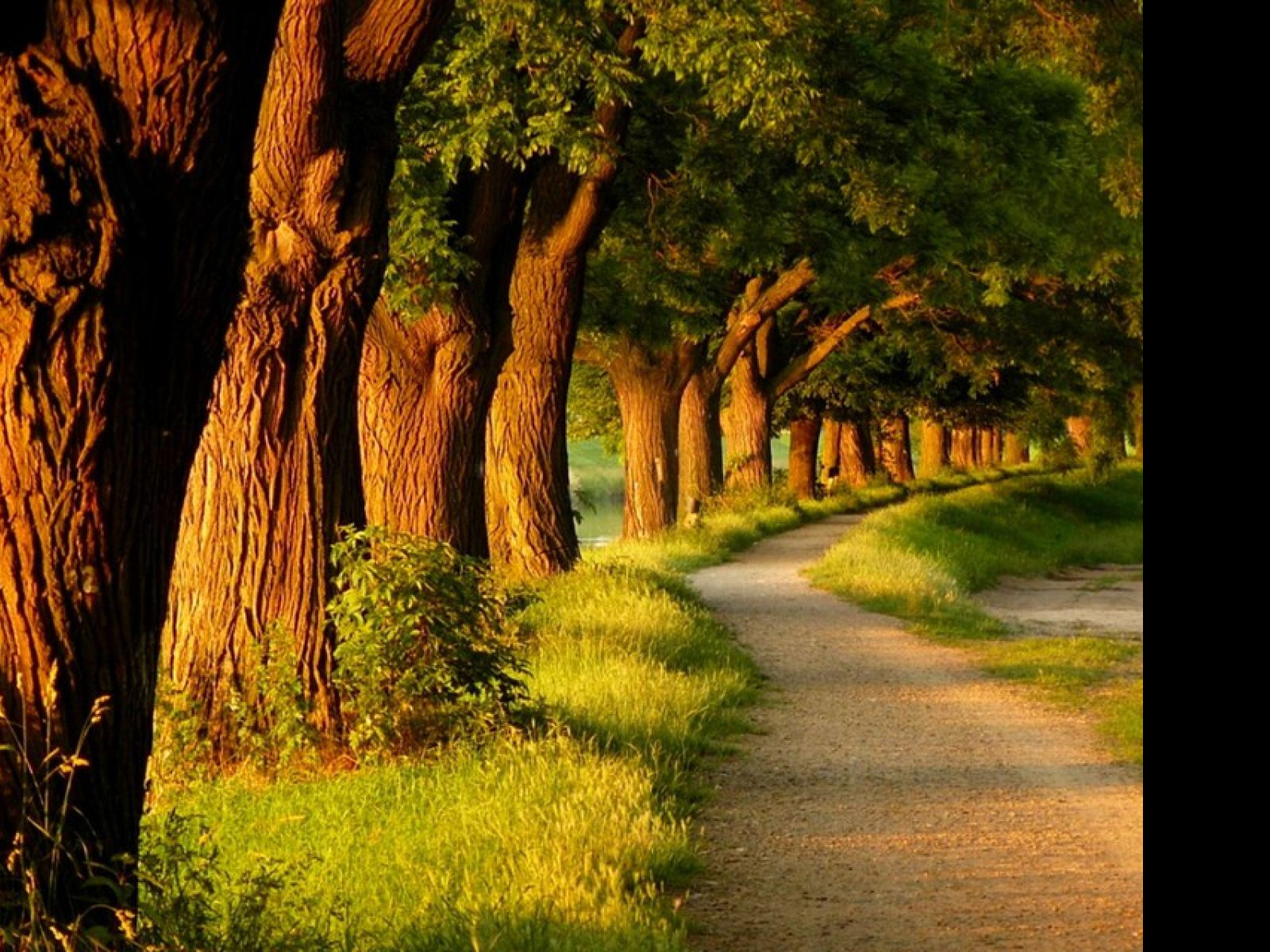 Wallpaper.cz > Příroda > Krajina > Alej > Stažení 1600x1200