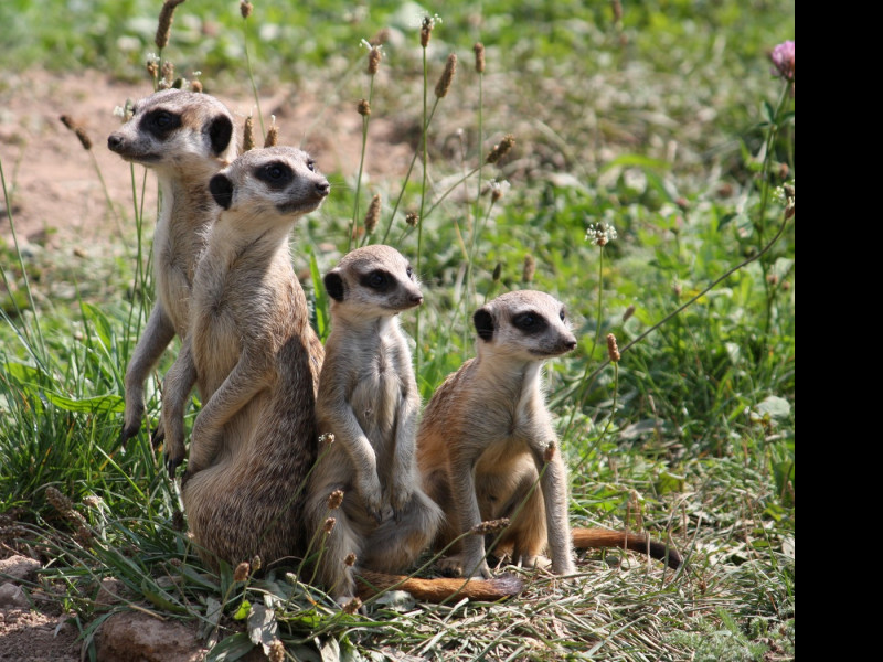 Wallpaper.cz > Příroda > Fauna > Surikatí rodinka > Stažení 800x600