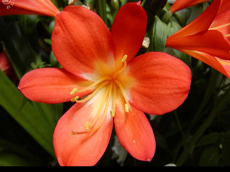 Wallpaper.cz > Příroda > Flora > Tropical Flower > Stažení 800x600