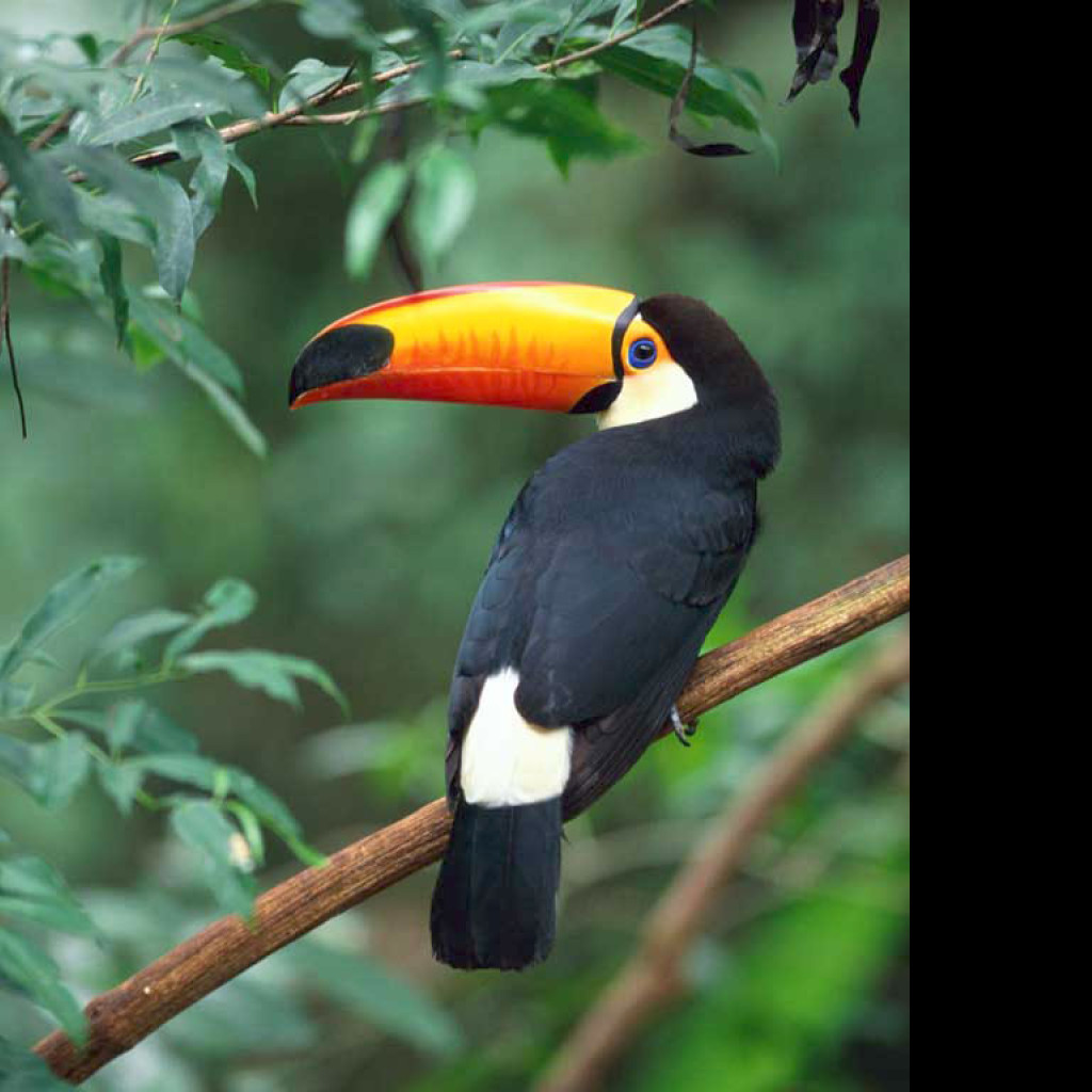 Wallpaper.cz > 3D > Živočichové > tukan > Stažení 1024x1024