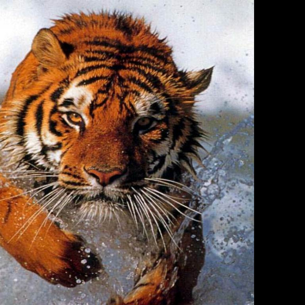 Wallpaper.cz > Příroda > Fauna > Tygr > Stažení 1024x1024