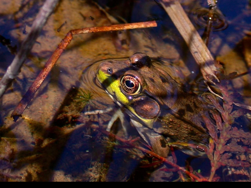 Wallpaper.cz > Příroda > Fauna > Žába > Stažení 800x600
